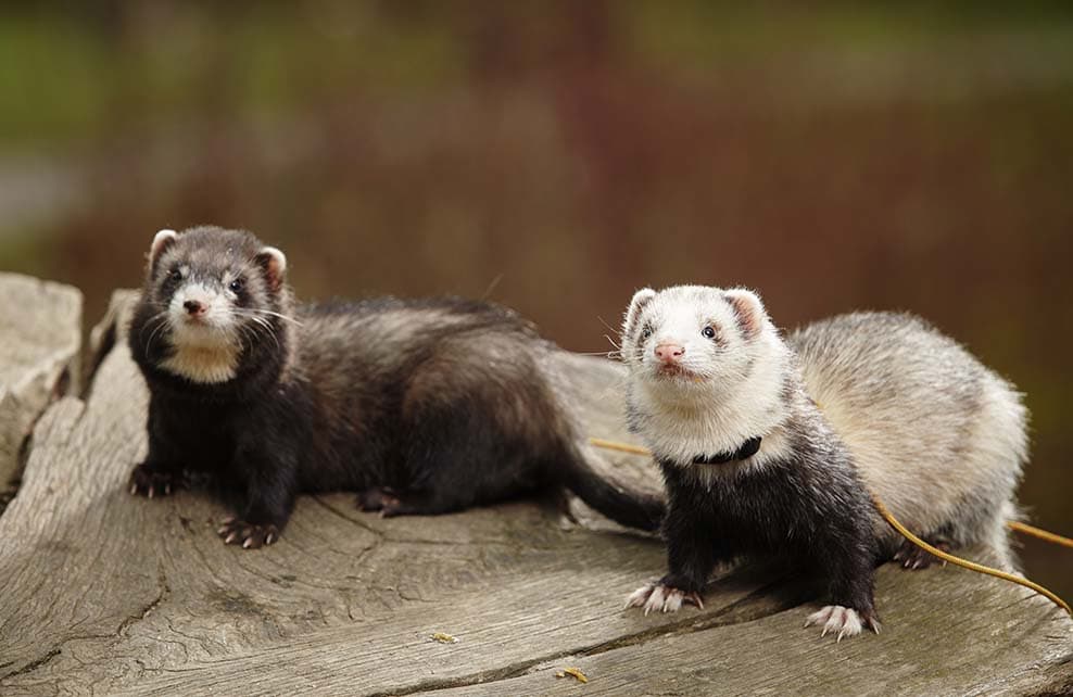 Top 10 des idées reçues sur les furets - Jardiland