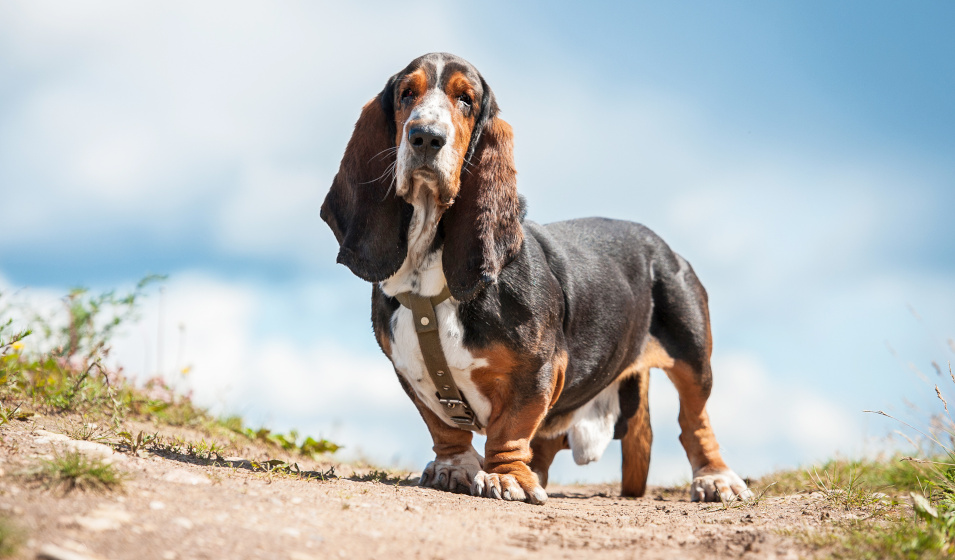 Basset hound : caractère, santé et alimentation - Jardiland