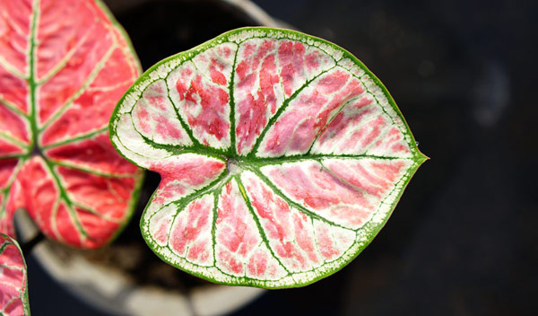 Caladium : culture, entretien et emplacement - Jardiland