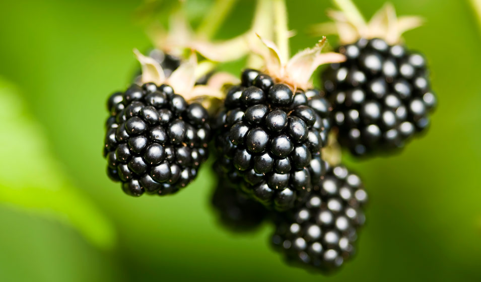 Mûrier : variétés, plantation et culture - Jardiland