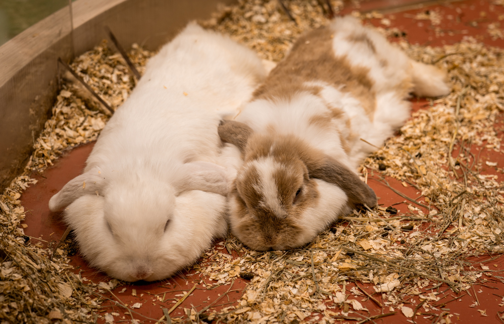 Les 6 positions préférées du lapin pour se reposer et leurs ...