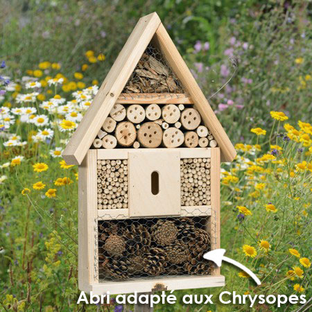 Tout savoir sur les chrysopes - Gamm vert