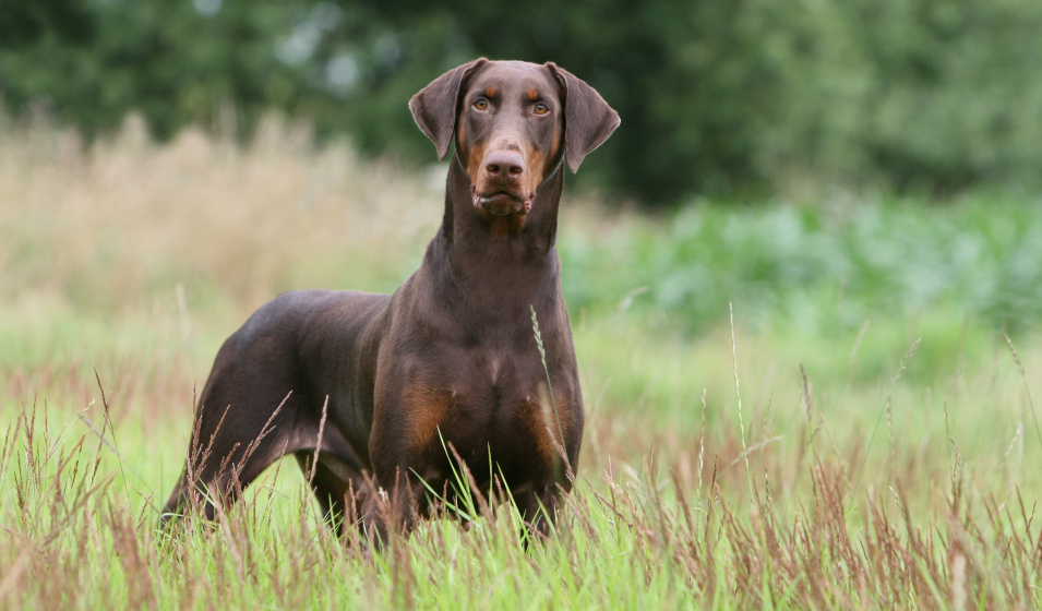 Dobermann : caractère, éducation et santé - Jardiland