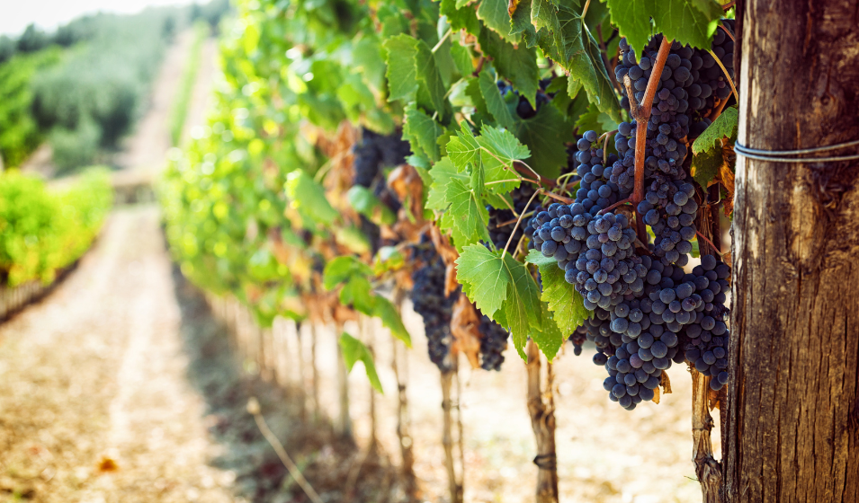 La vid: variedades, plantación y cultivo - Jardiland