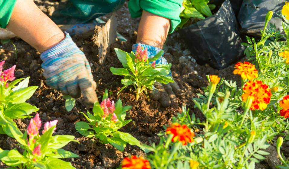 ¿Qué variedades de flores para sembrar a principios de año? - Jardiland