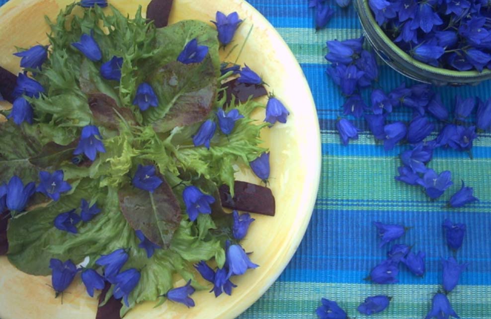 10 fleurs comestibles au menu - Jardiland