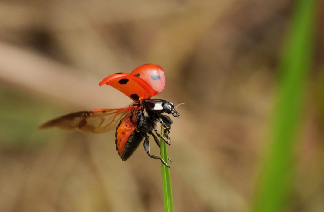 5 faits insolites sur la coccinelle - Jardiland