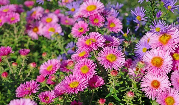 17 plantes roses pour un jardin romantique - Jardiland