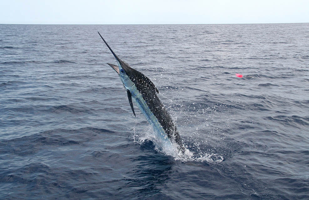 10 des animaux les plus rapides de la planète - Jardiland