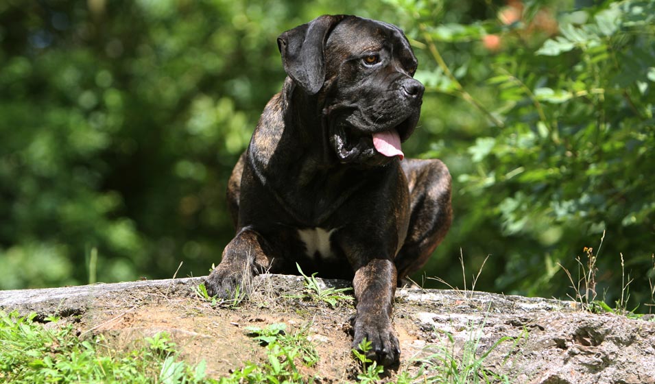 Le Cane Corso : un caractère loyal et un cœur tendre et protecteur ...