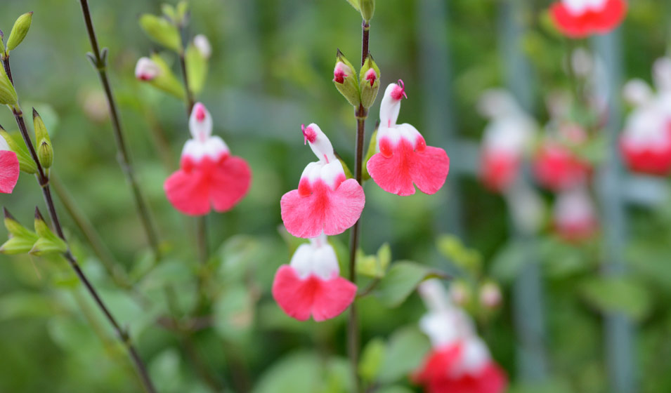 Sauge arbustive : plantation, entretien et floraison - Jardiland