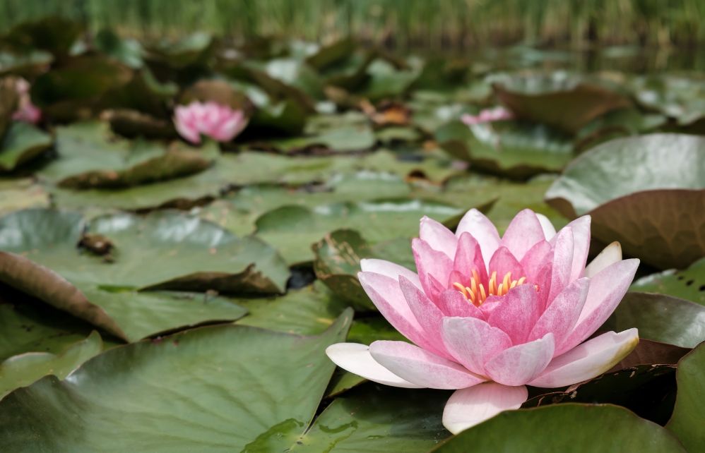 12 plantes aquatiques incontournables pour un bassin équilibré - Jardiland