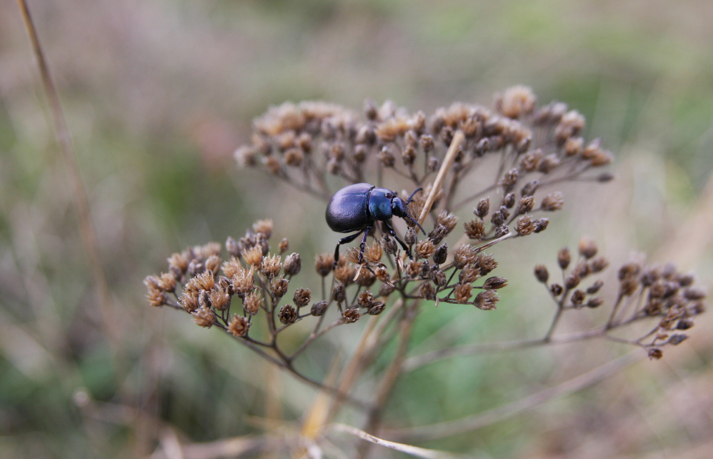 Le scarabée : ami ou ennemi du jardinier ? - Jardiland