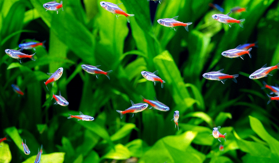 Le néon bleu : caractéristiques et soin - Jardiland