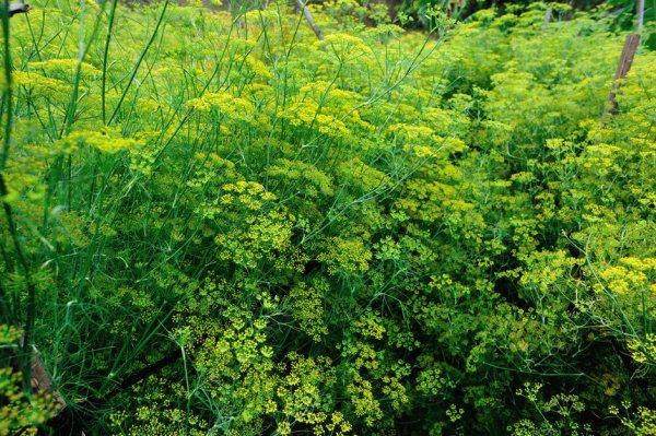 Comment cultiver le fenouil ? - Gamm vert