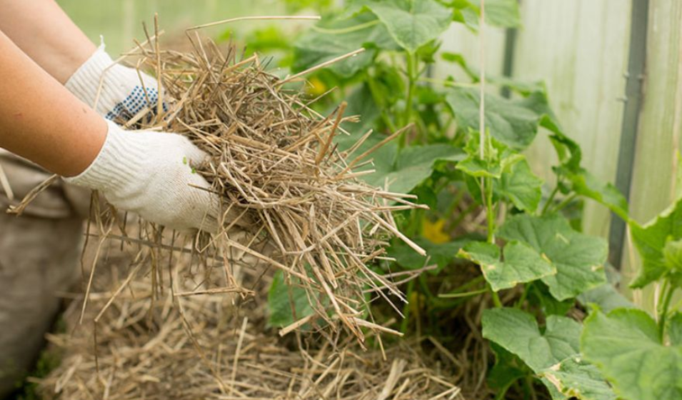 Es Seguro El Mantillo Para Perros