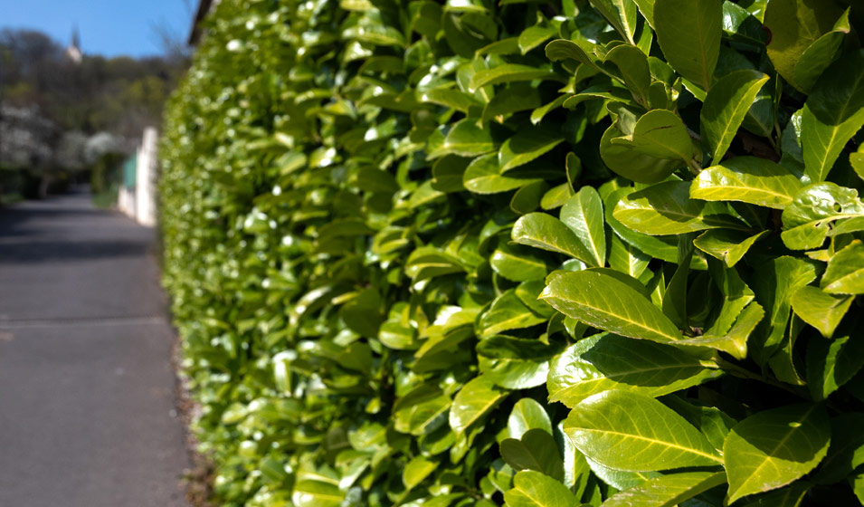 Laurier palme : plantation, croissance et taille - Jardiland