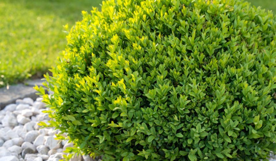 Polillas de boj: ¿Qué son y cómo tratarlo de manera natural? - Jardiland