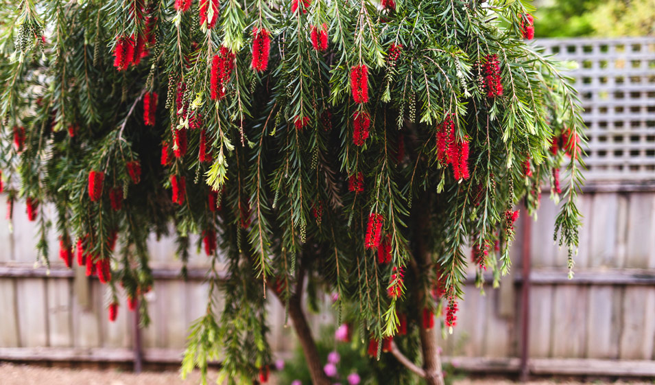 Rince-bouteille : plantation, entretien et floraison - Jardiland