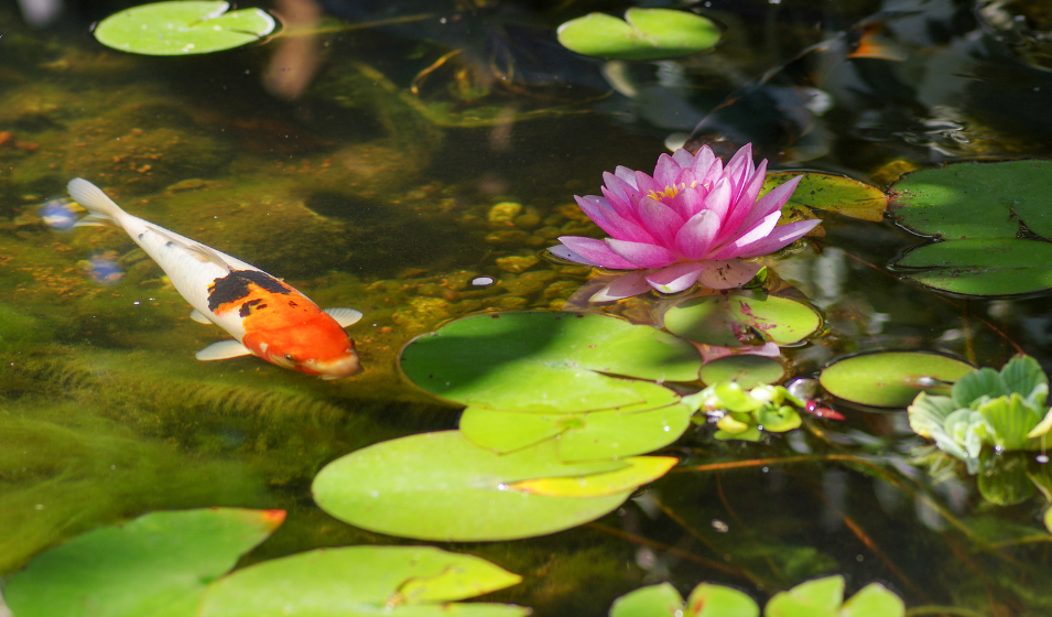 ¿Cómo crear un estanque natural en su jardín? - Jardiland