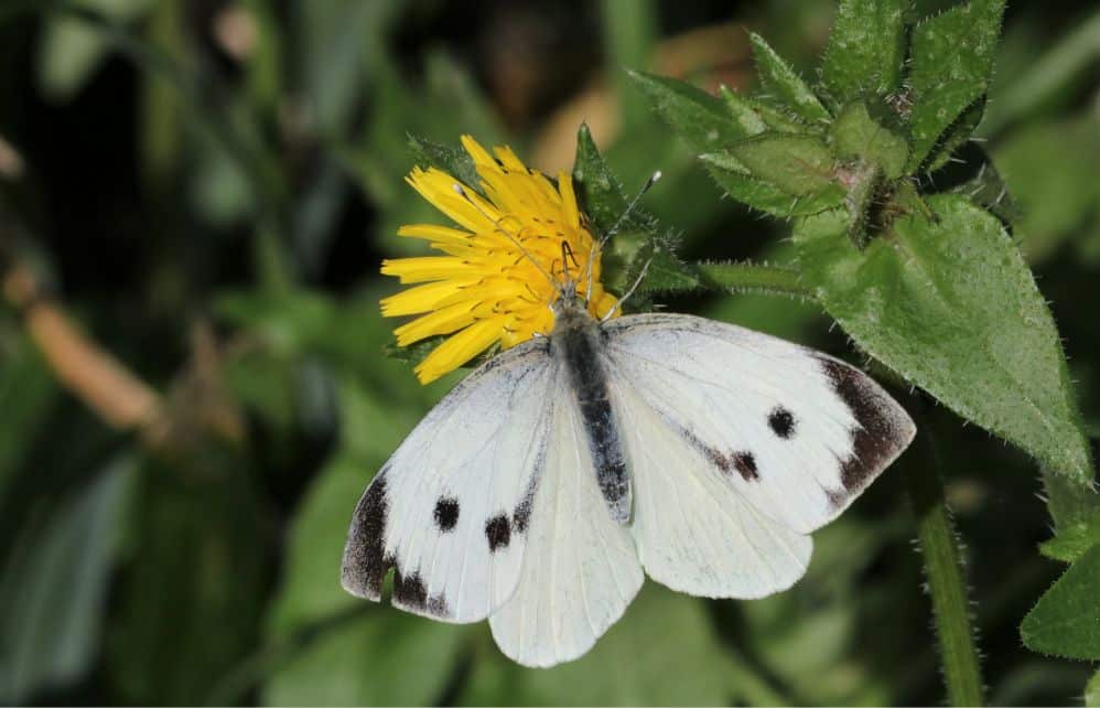 10 beaux papillons à observer dans son jardin en fin d'été - Jardiland