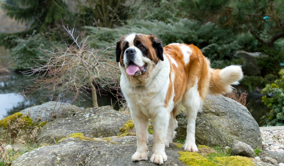 11 races de grands chiens - Jardiland