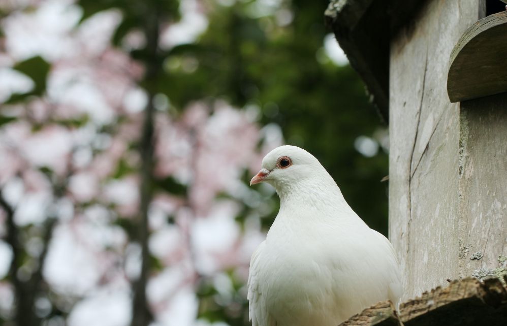 5 choses que vous ne savez (peut-être) pas sur la colombe - Jardiland