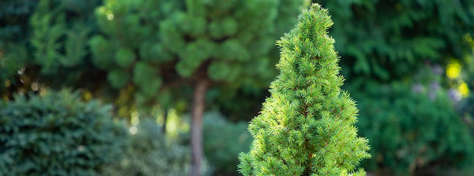 10 conifères compacts à adopter au jardin et sur le balcon - Gamm vert