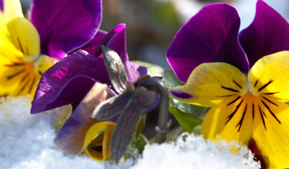 Las 8 flores más bonitas del invierno - Jardiland