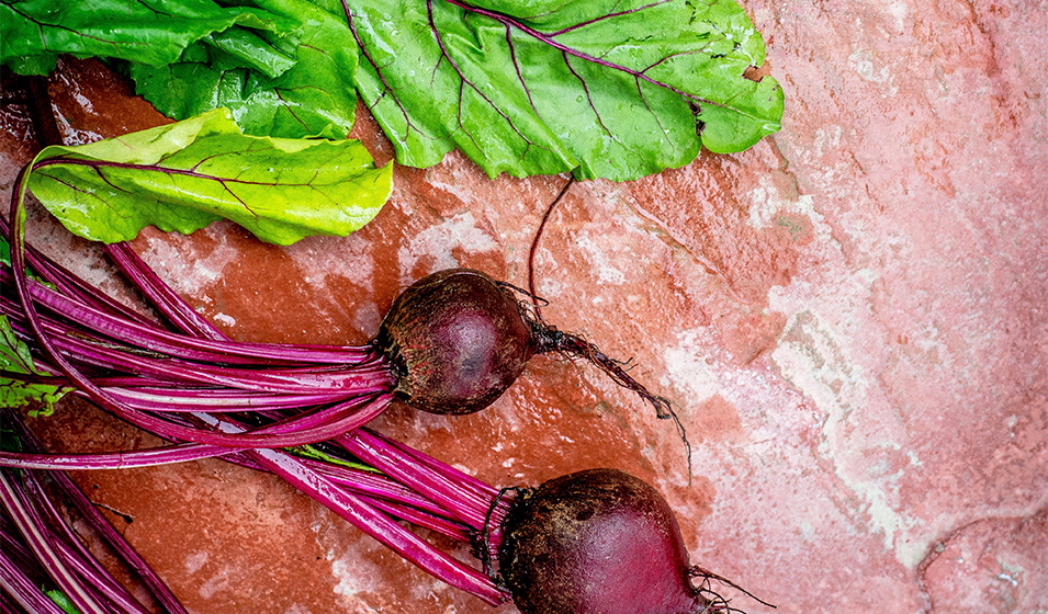 Betterave : variétés, semis et culture - Jardiland