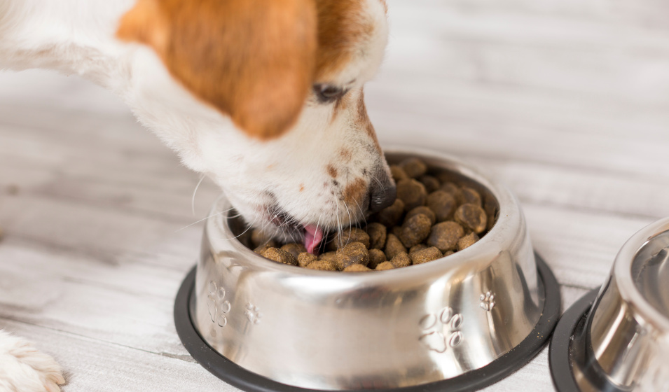 Quand et comment nourrir son chien ? - Jardiland