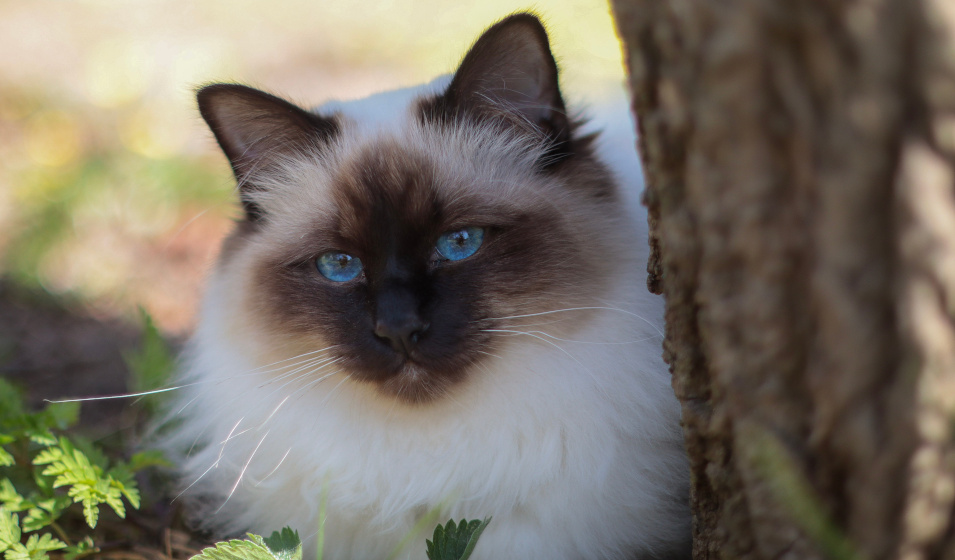 Sacré de Birmanie : caractère, éducation et entretien - Jardiland