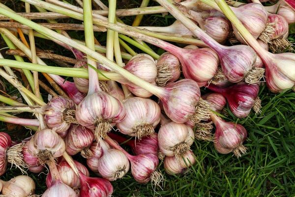 Quand et comment planter l'ail violet ? - Gamm vert