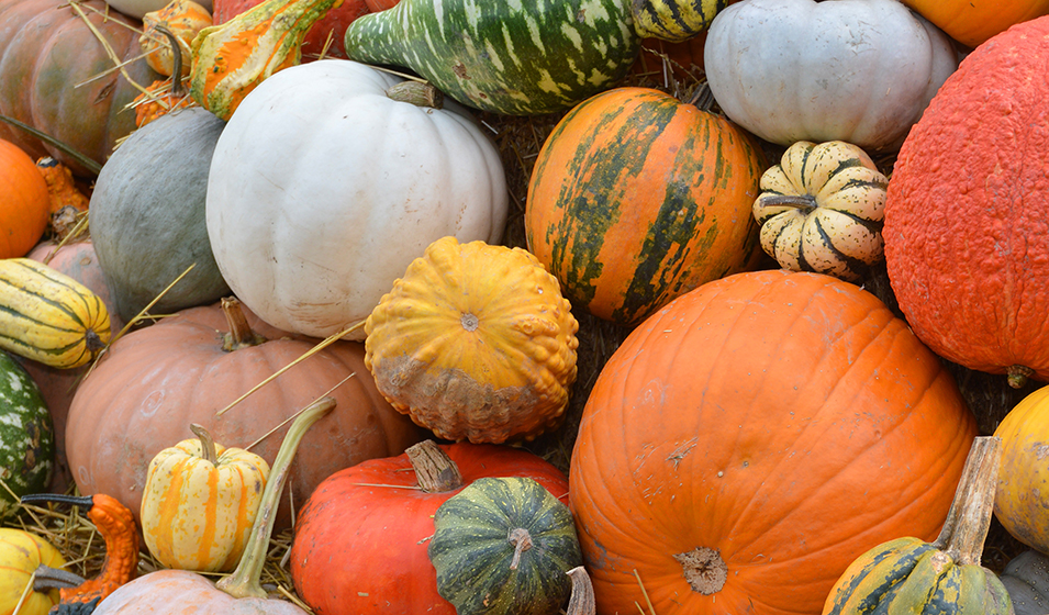 5 idées déco avec une citrouille d'Halloween - Jardiland