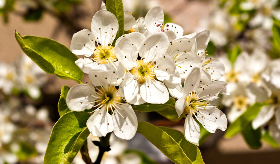 Néflier : variétés, plantation, culture et entretien - Jardiland