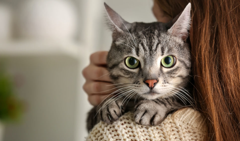 6 idées de cadeau à offrir à son chat pour la Saint Valentin - Jardiland