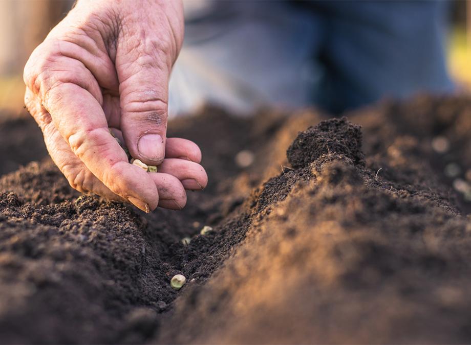 Quand planter des haricots ? - Gamm vert