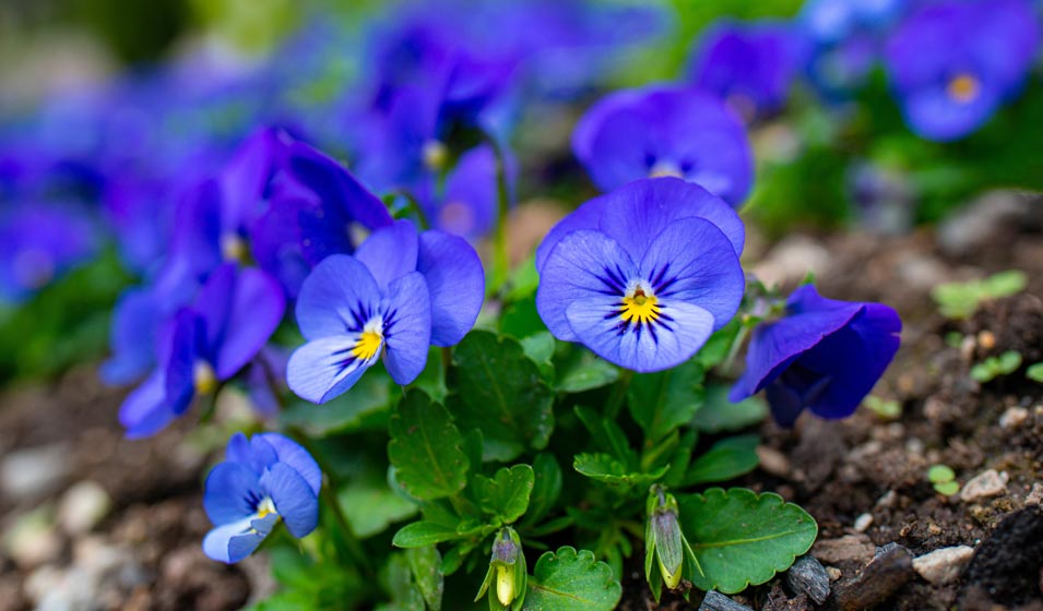 Comment planter et entretenir la Viola cornuta ? - Jardiland