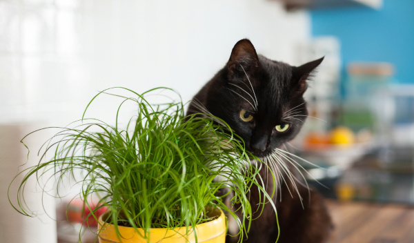 Herbe à chat : utilisation et avantages - Jardiland