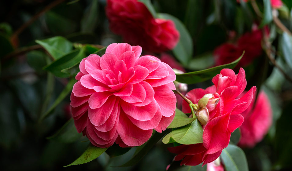 Les 20 arbres et arbustes en fleur en hiver - Jardiland