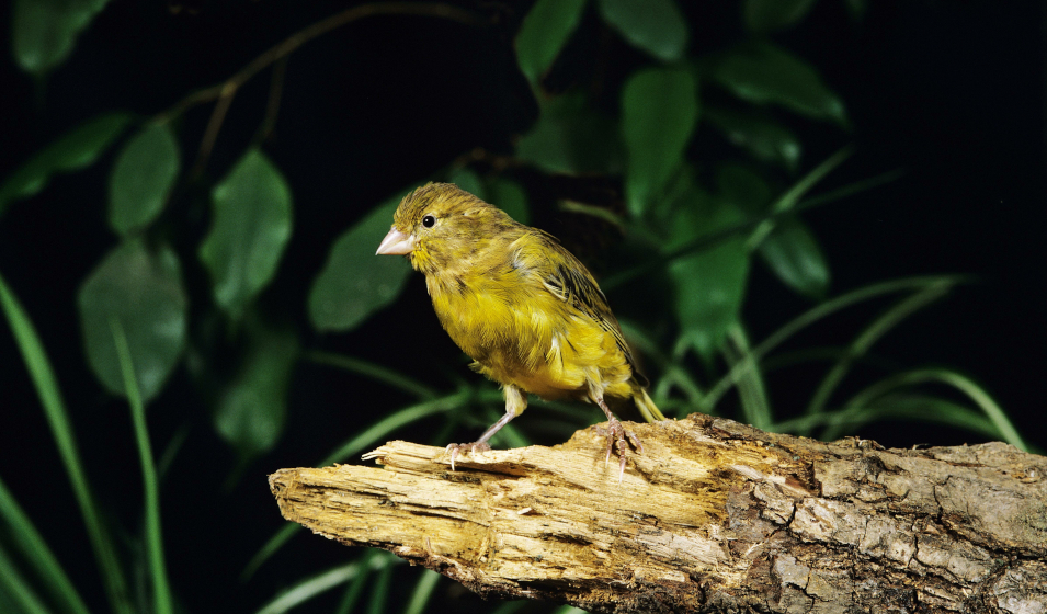 Le canari vert - Jardiland