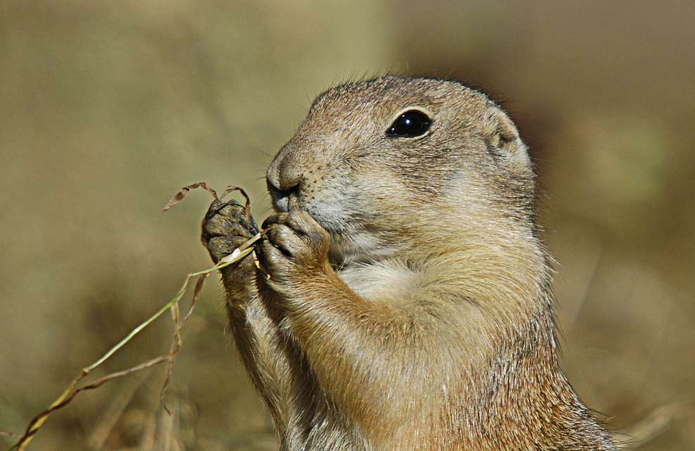 7 races méconnues de rongeurs - Jardiland