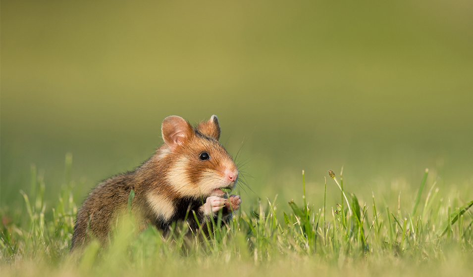 Les 5 principales races ou espèces de hamsters - Jardiland