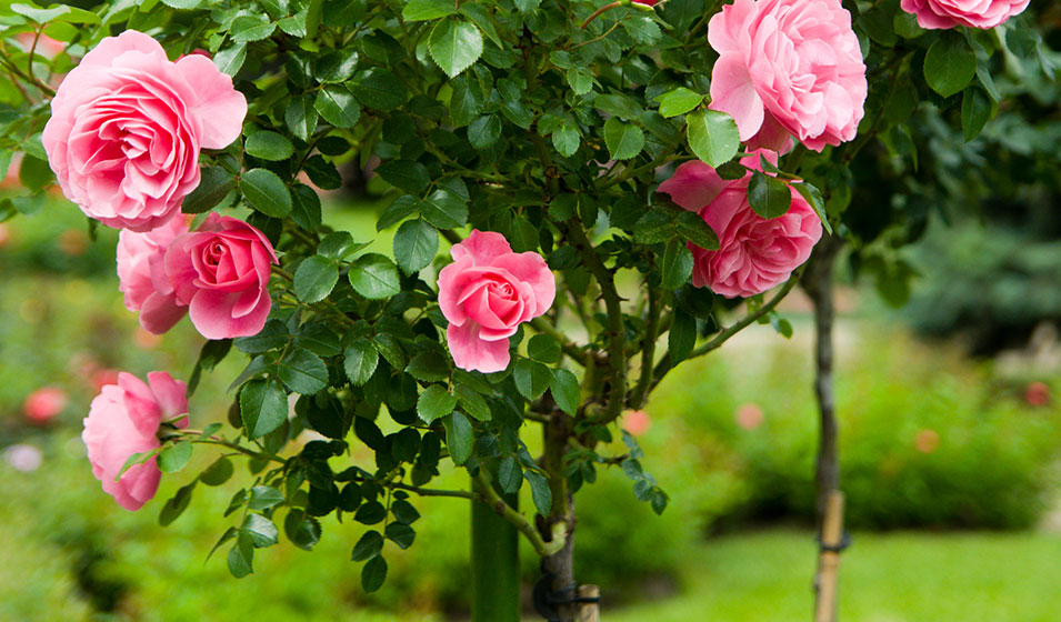Quelles variétés de rosiers choisir ? - Jardiland