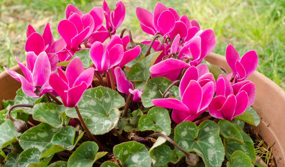 Mini ciclamen: plantación, cuidados y poda - Jardiland