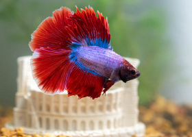 Peces De Agua Dulce Coloridos Estos Son Los Peces Más Bonitos Y