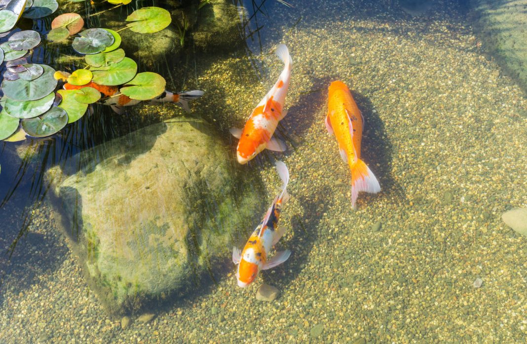 6 bonnes raisons d’adopter des poissons dans son bassin de jardin ...
