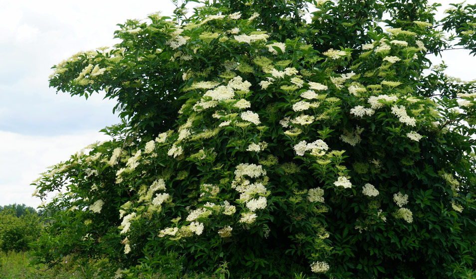 Sureau noir (Sambucus nigra) : plantation, croissance et variétés ...