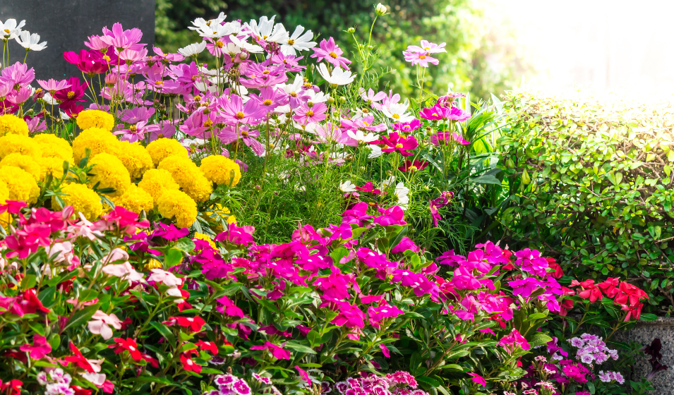 ¿Cómo plantar plantas perennes con éxito? - Jardiland