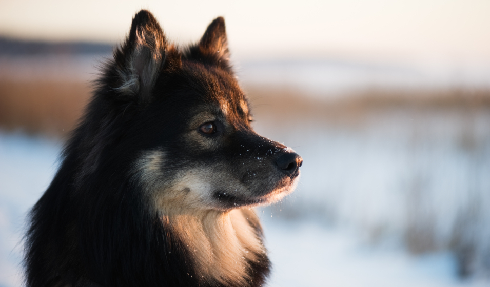 Comprendre son chien : les clés - Jardiland